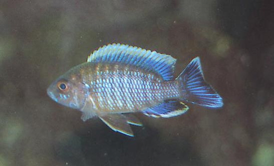 Lwanda Peacock