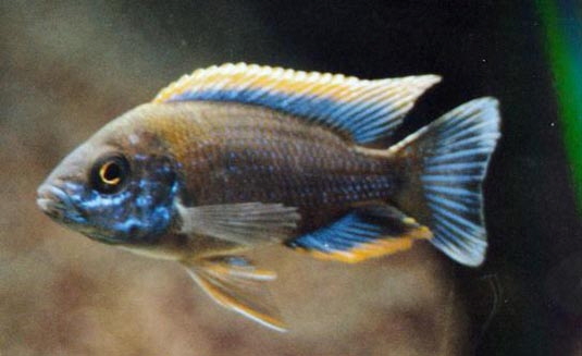 Lwanda Peacock