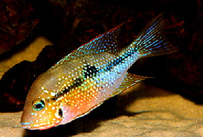 Thorichthys ellioti