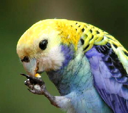 Blue-cheeked Rosella